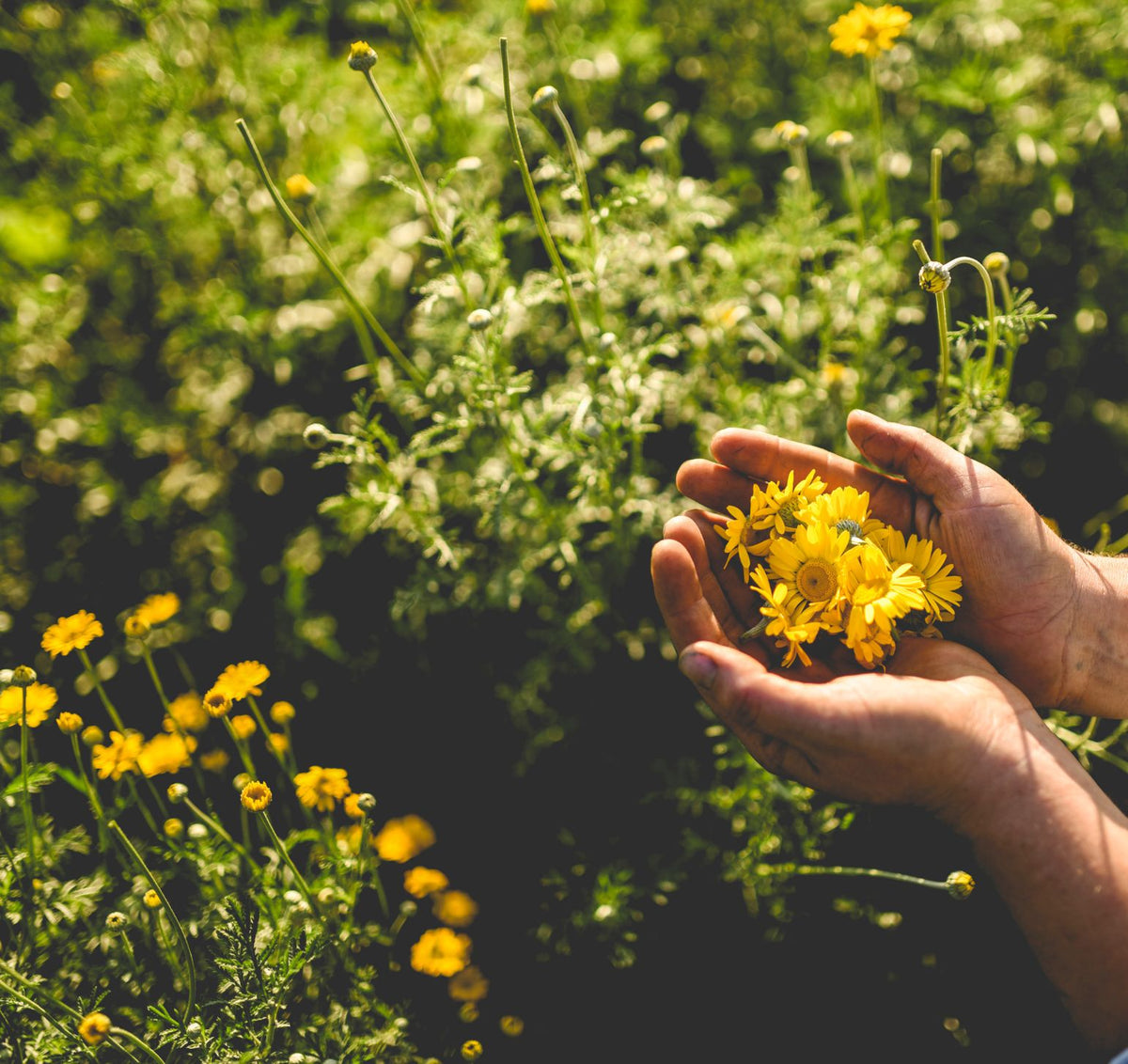 Autocueillette de plantes tinctoriales – Dahlia Milon