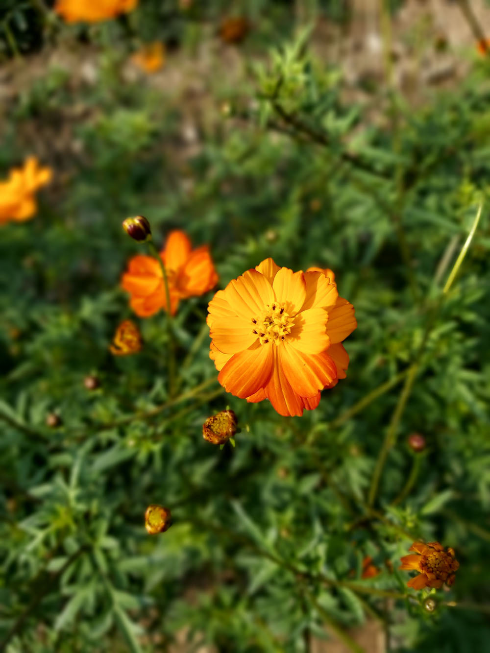 SEMENCES - Cosmos sulfureux - Cosmos sulphureus - plante tinctoriale ...