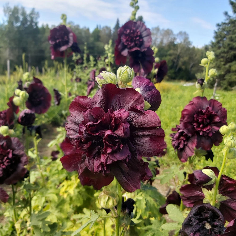 SEMENCES - Rose trémière double pourpre - Alcea rosea – Dahlia Milon